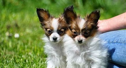 Are Papillons Hypoallergenic? The Definitive Guide! - We Love Doodles