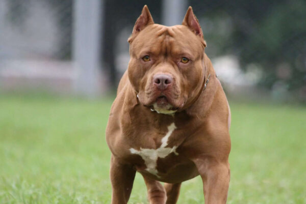 Barrel Chested Dogs - Top 13 Breeds! - We Love Doodles