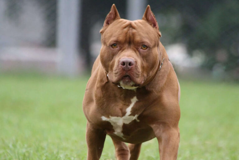 Barrel Chested Dogs - Top 13 Breeds! - We Love Doodles