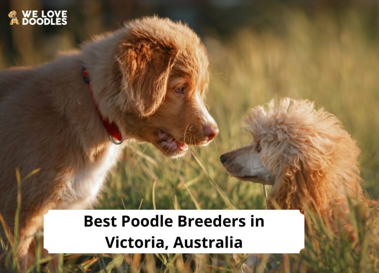 4 Best Poodle Breeders in Victoria, Australia! - We Love Doodles