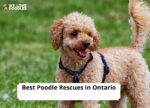 6 Best Poodle Rescues in Ontario! (2023) - We Love Doodles