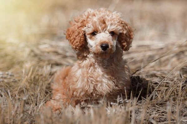 The 5 Best Standard Poodle Breeders in Vancouver! - We Love Doodles