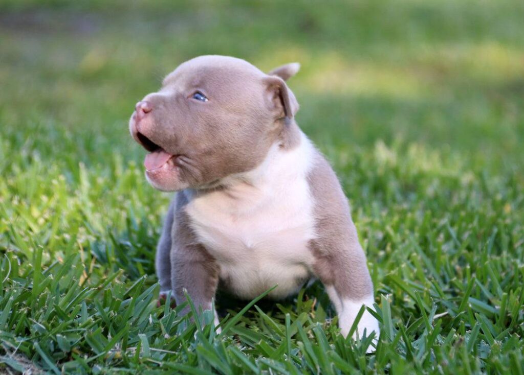 Where to Find American Bully Puppies Under $300 and $500? - We Love Doodles