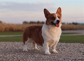 6 Best Corgi Breeders in Ontario!