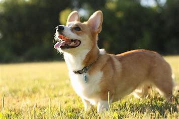6 Best Corgi Breeders in Ontario!