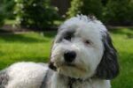 Sheepadoodle Grooming Guide – Step By Step with Pictures!