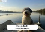 Sheepadoodle Grooming Guide - Step By Step with Pictures! - We Love Doodles