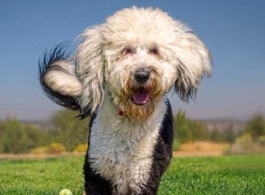 Sheepadoodle Grooming Guide – Step By Step with Pictures!
