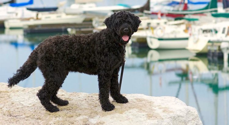 6 Best Portuguese Water Dog Haircut Styles – With Pictures!