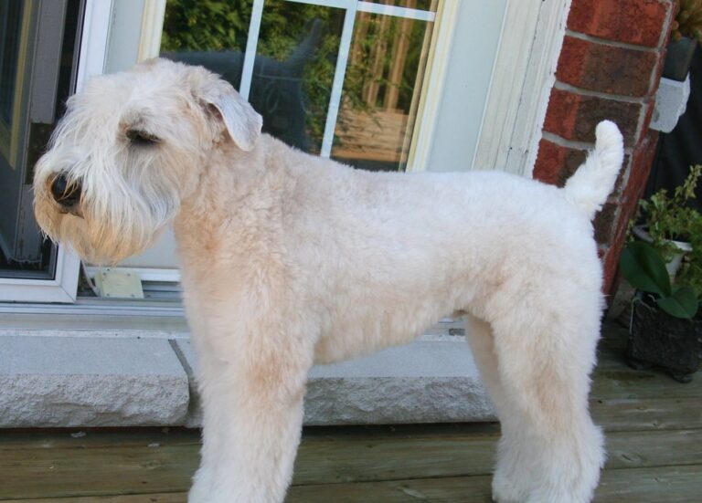10 Best Haircuts for Wheaten Terriers – With Pictures!