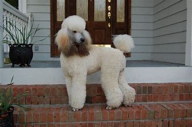 7 Best Short Poodle Haircuts – With Pictures!