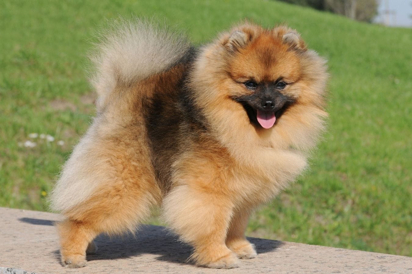 Teddy Bear Pomeranian Haircuts, Pictures, & Styles! - We Love Doodles