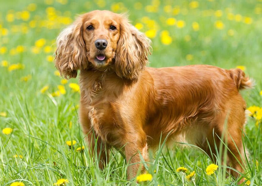 12 Best Cocker Spaniel Haircut Ideas – With Pictures!