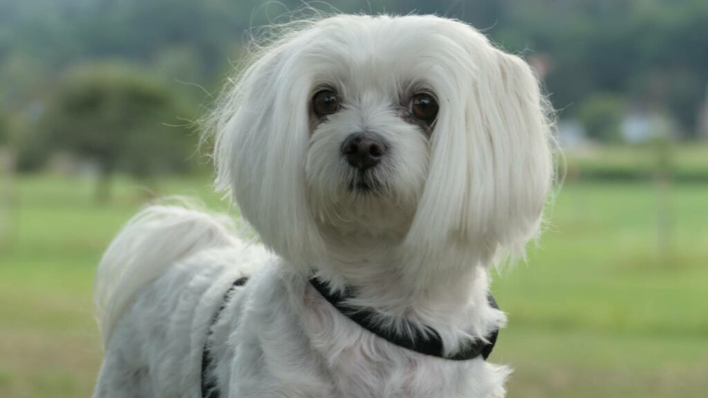 18 Best Maltese Haircuts - With Pictures! (2023) - We Love Doodles