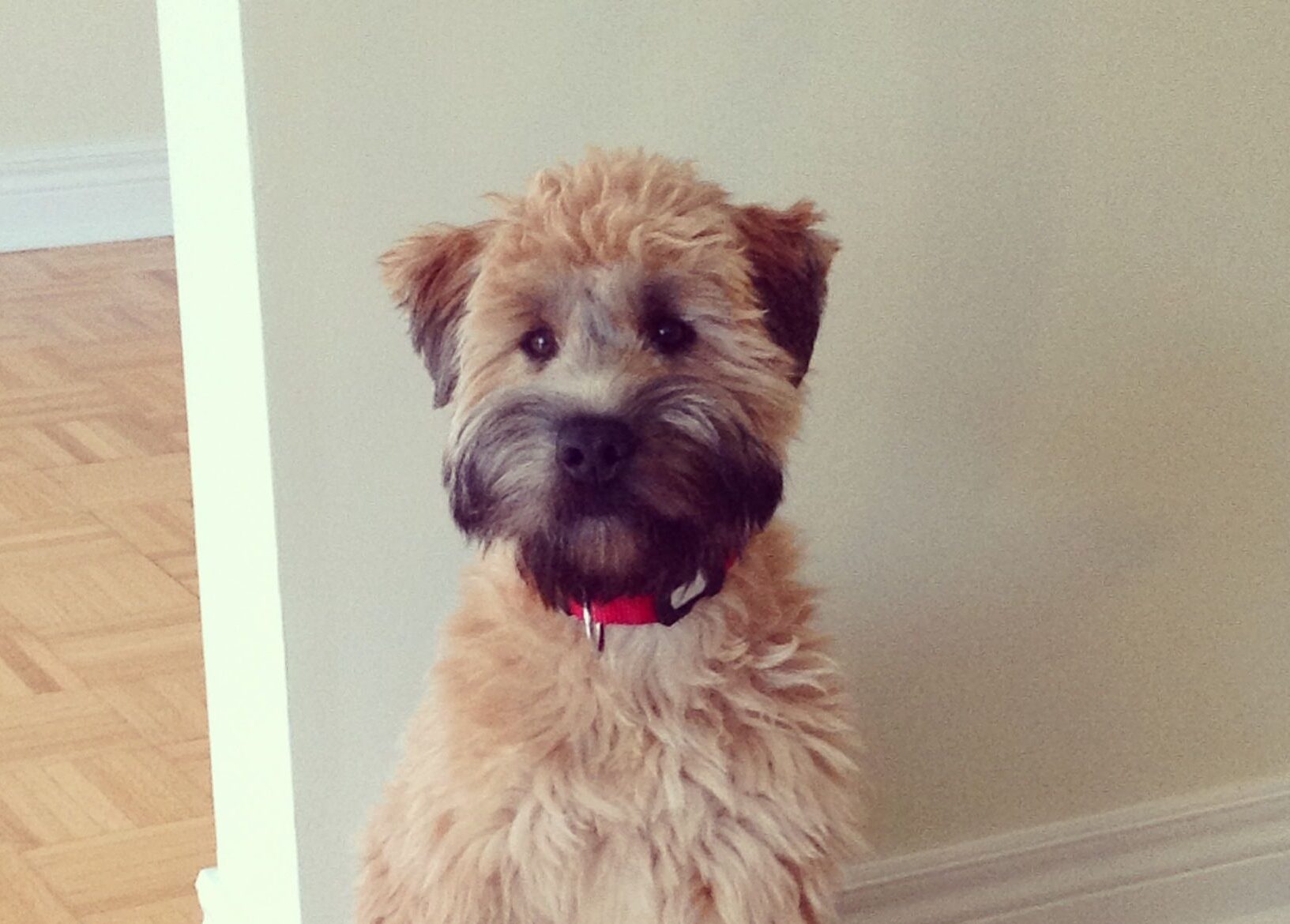 10 Best Haircuts for Wheaten Terriers – With Pictures!