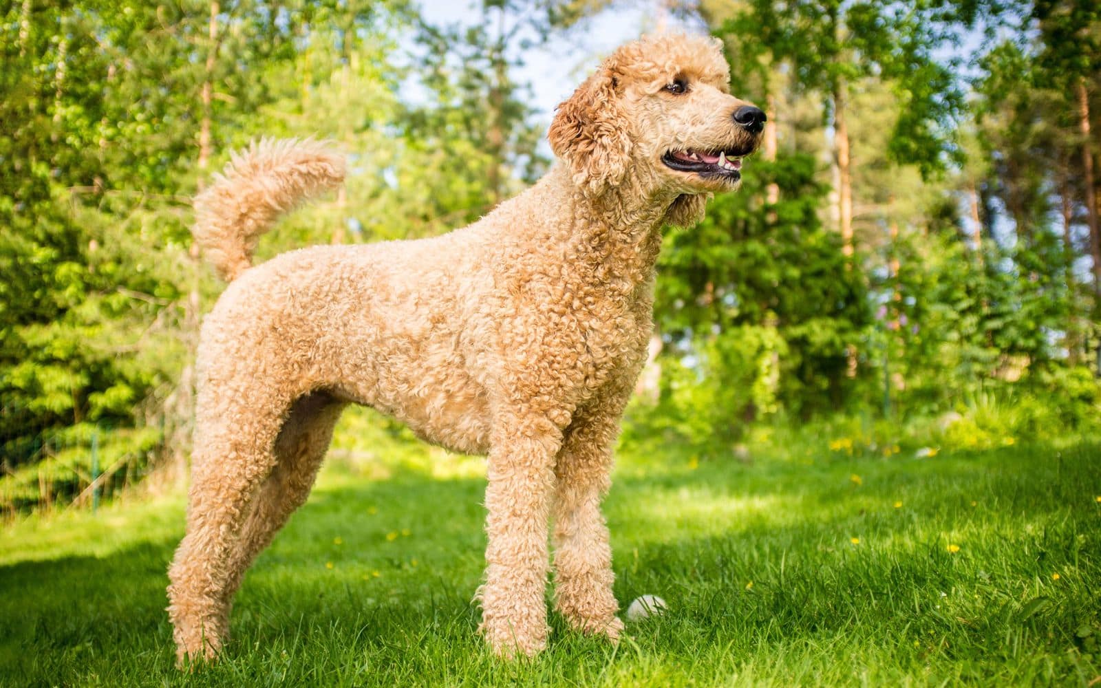 The 5 Best Poodle Breeders in Toronto! - We Love Doodles