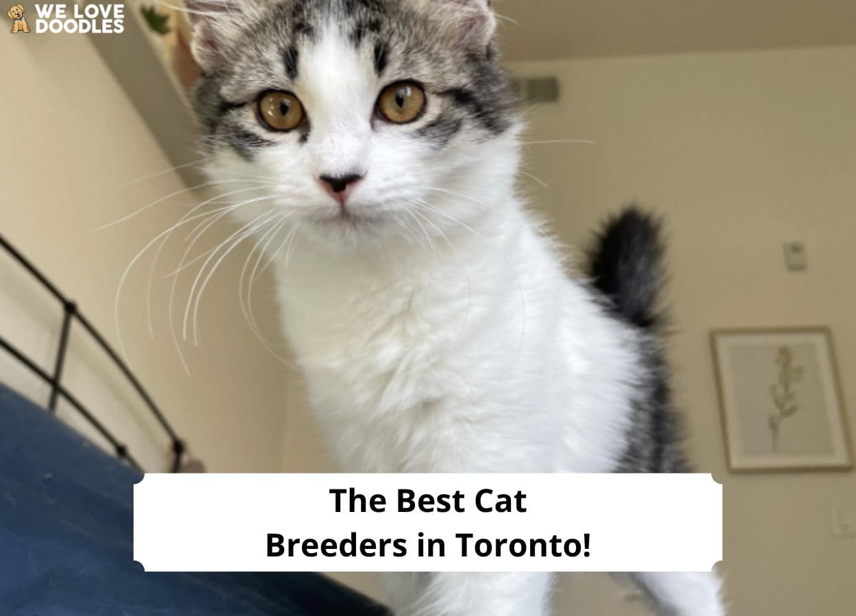 The 6 Best Cat Breeders in Toronto! - We Love Doodles