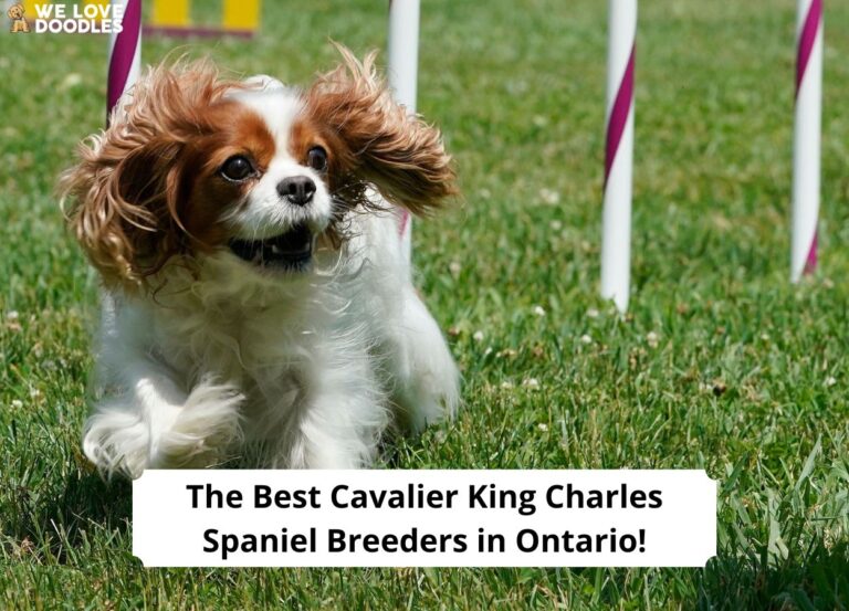 The 5 Best Cavalier King Charles Spaniel Breeders in Ontario!