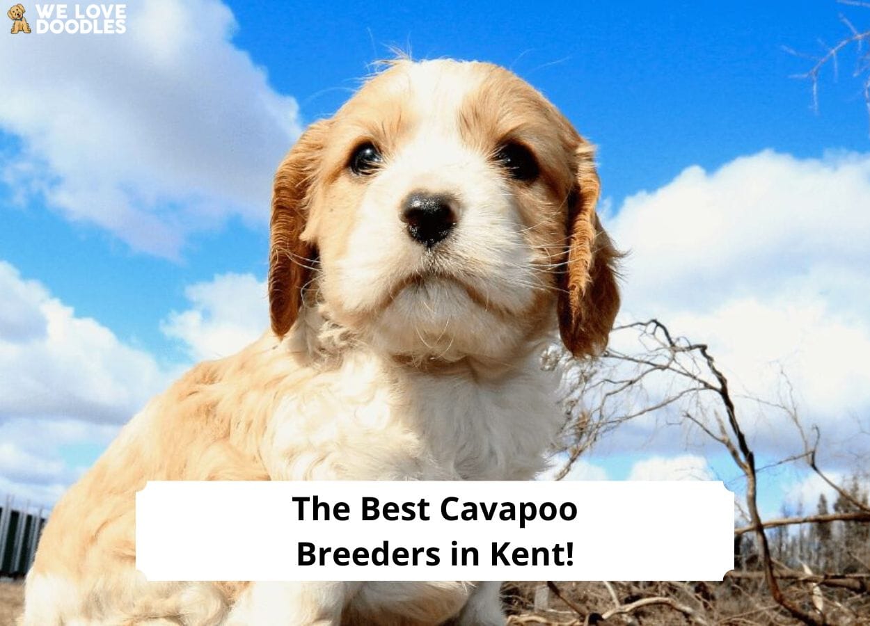 The 4 Best Cavapoo Breeders in Kent!
