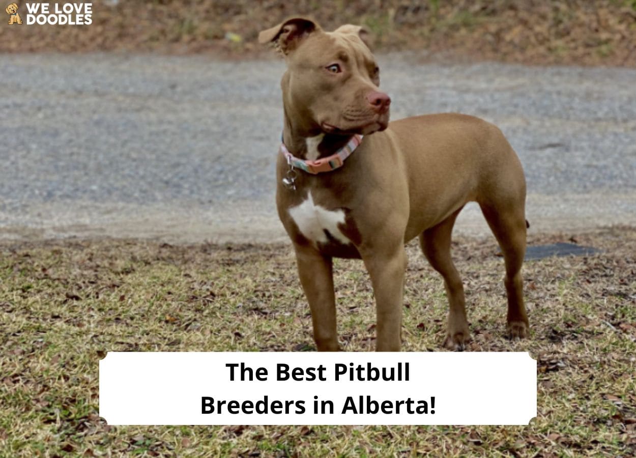 The 5 Best Pitbull Breeders in Alberta! - We Love Doodles