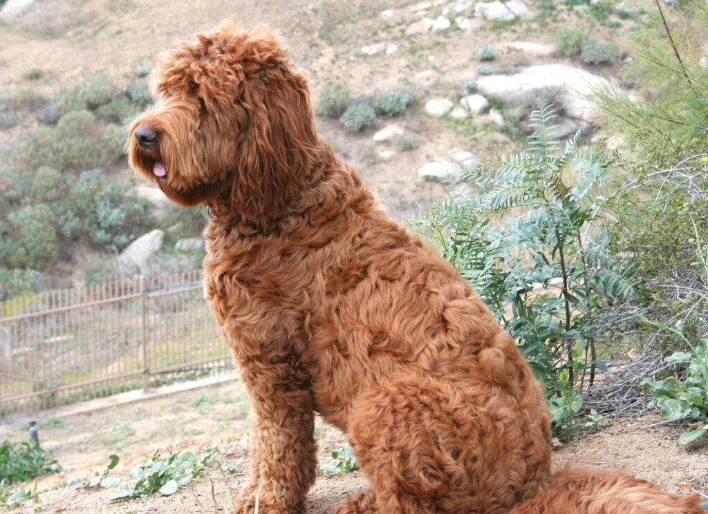 4 Best Dog Breeders in Scotland!