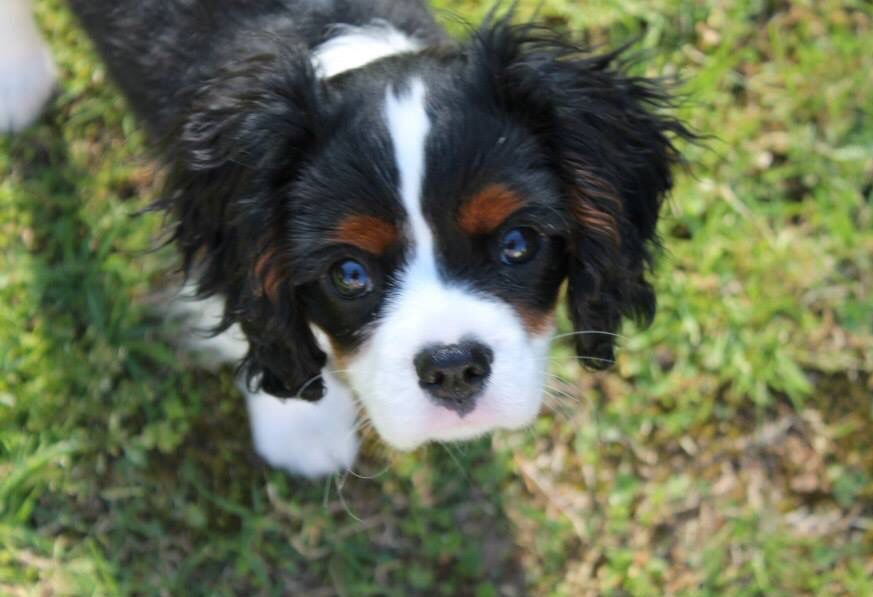7 Best Dog Breeders in Wales! - We Love Doodles