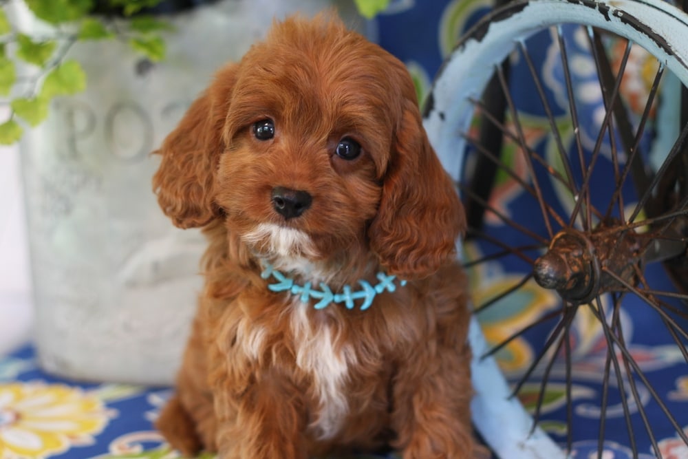 10 Best Cavapoo Breeders in Quebec! - We Love Doodles