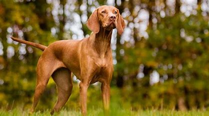 Vizslapoo Guide: The Smart and Active Dog Breed! - We Love Doodles