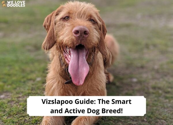 Vizslapoo Guide: The Smart and Active Dog Breed! - We Love Doodles