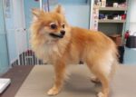 Fox Pomeranian Haircut - Step by Step Guide! - We Love Doodles