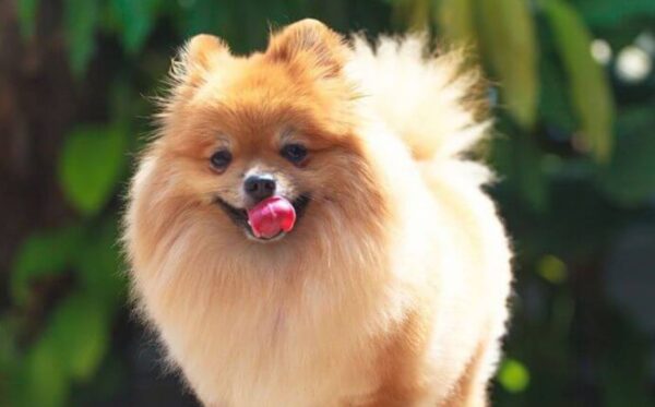 Fox Pomeranian Haircut - Step by Step Guide! - We Love Doodles