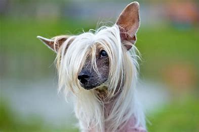 9 Best Chinese Crested Haircut Ideas - With Pictures! (2024) - We Love ...