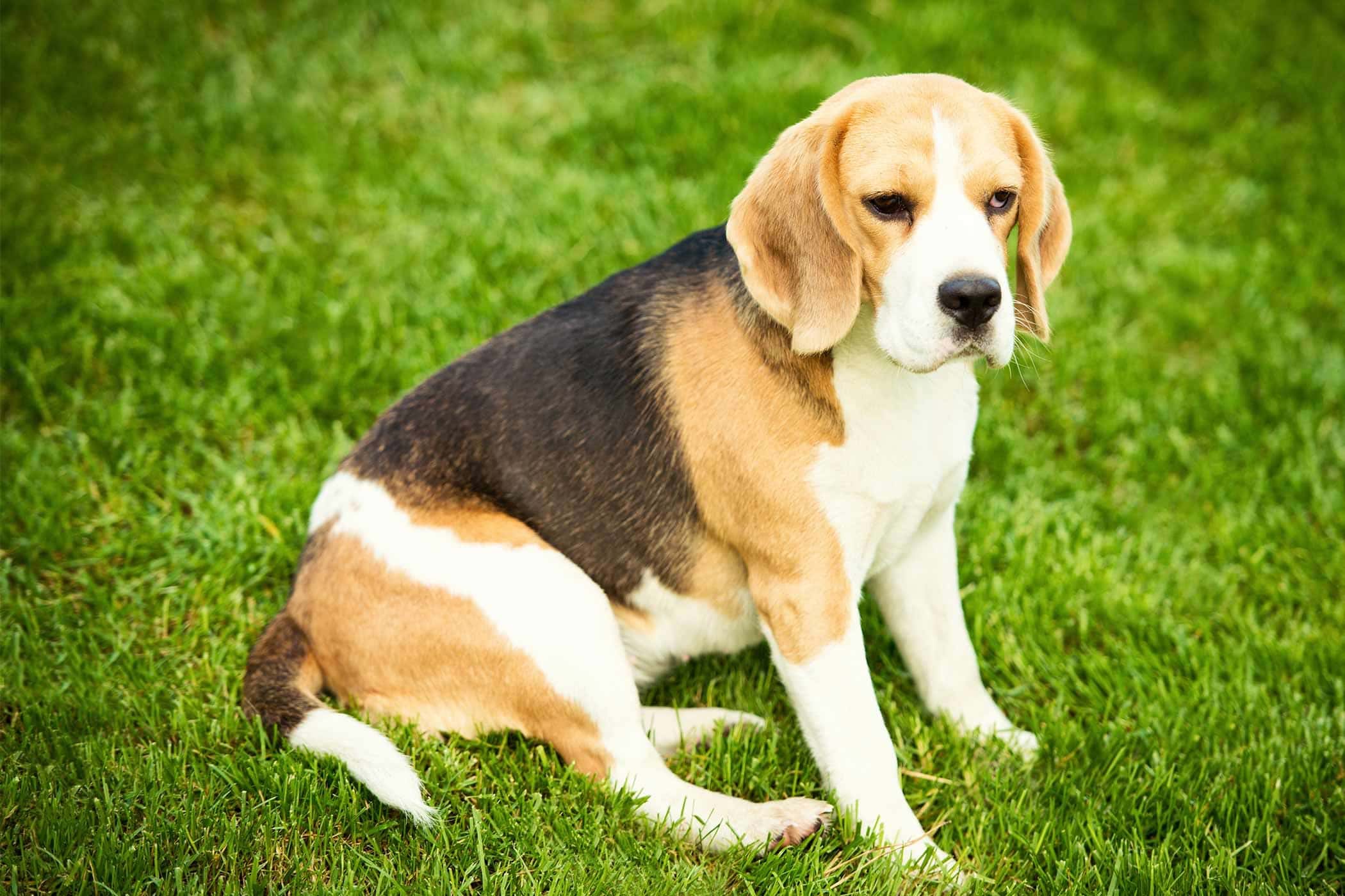 What to Do if Your Dog Is in Pain After Glands Are Expressed? - We Love ...