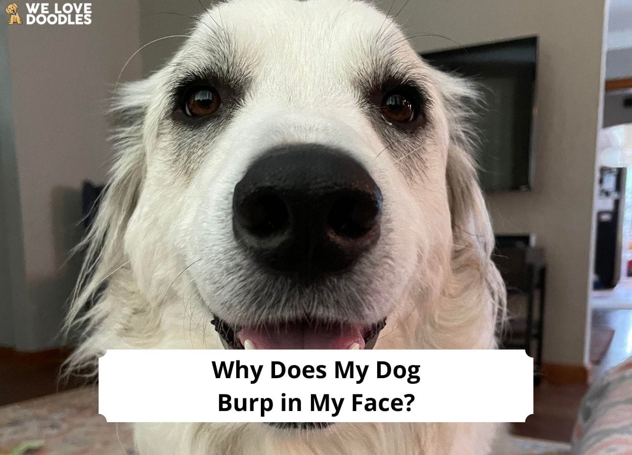 Why Does My Dog Burp in My Face? And How to Stop It! (2024) - We Love ...
