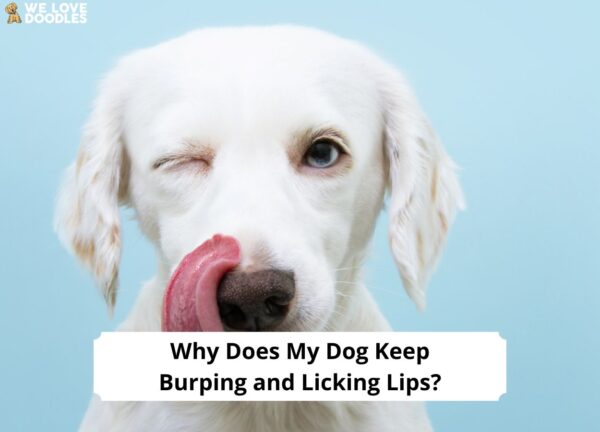 Why Does My Dog Keep Burping and Licking Lips? Possible Causes and What ...
