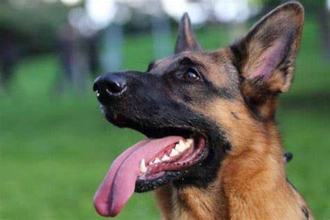 Why Does My Dog Burp in My Face? And How to Stop It! (2024) - We Love ...