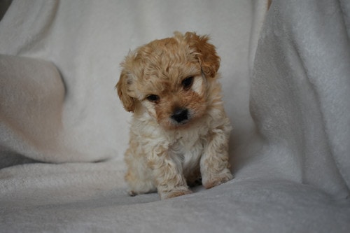 Peekapoo Puppies for Sale - Top 6 Breeders! - We Love Doodles