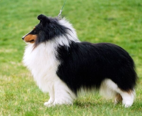 The 4 Best Sheltie Breeders in Ontario! - We Love Doodles