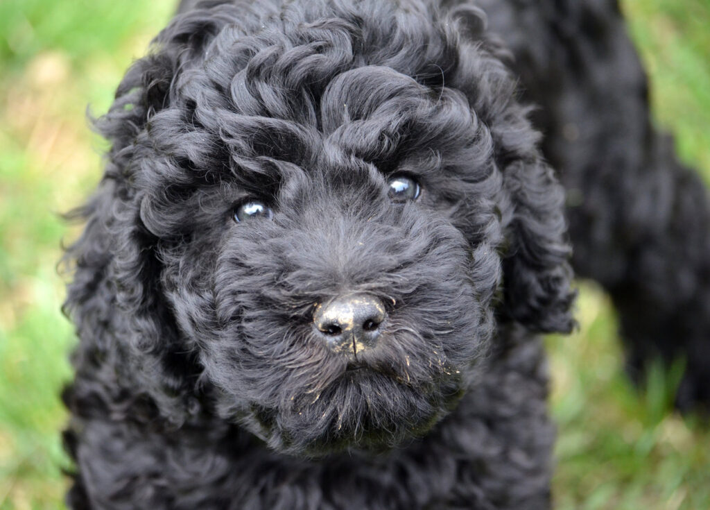 Dogs with Gold Eyes - Top 9 Breeds! - We Love Doodles