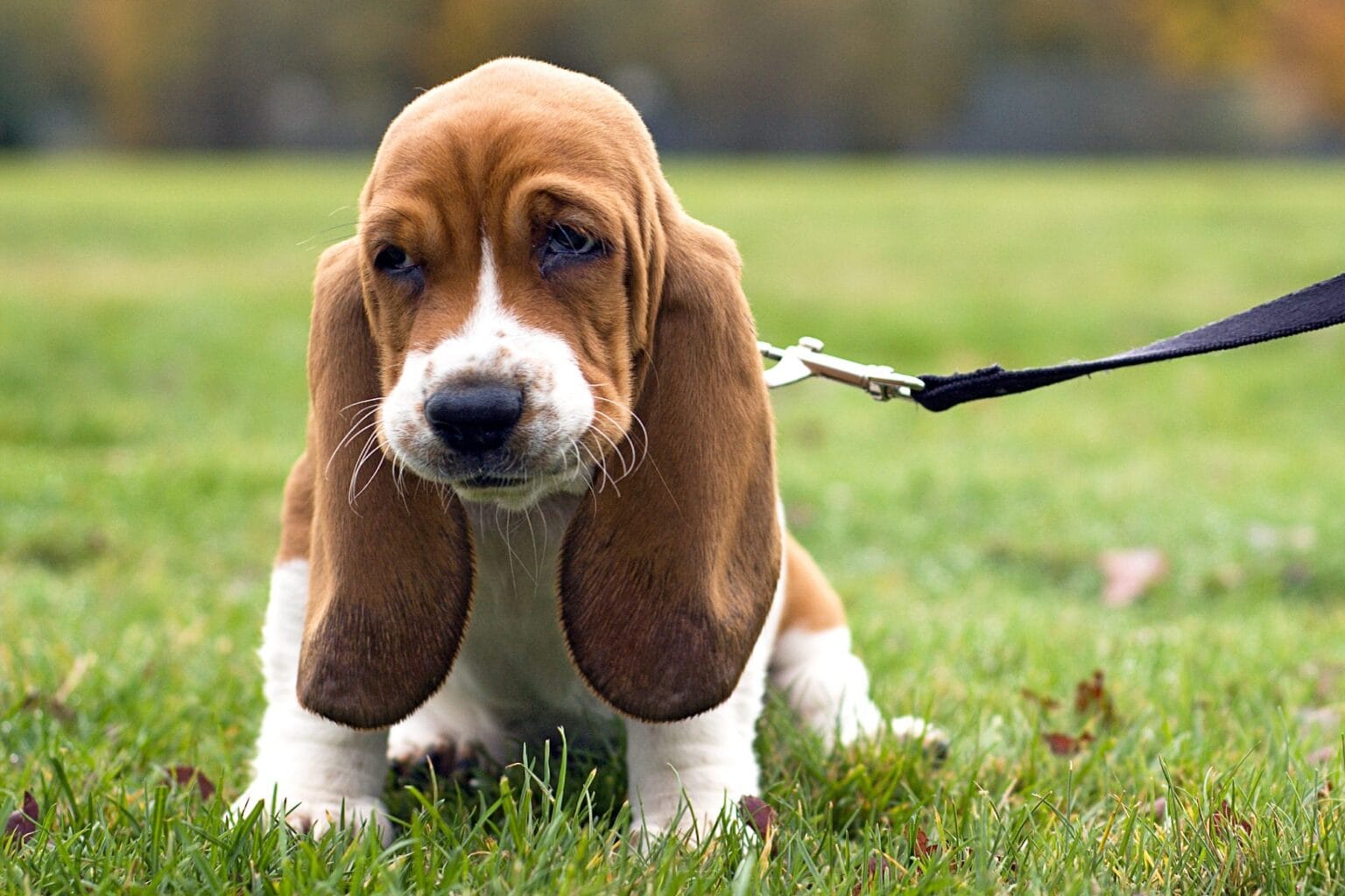 8 Dogs That Look Like Beagles – With Pictures!