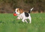 8 Dogs That Look Like Beagles – With Pictures!