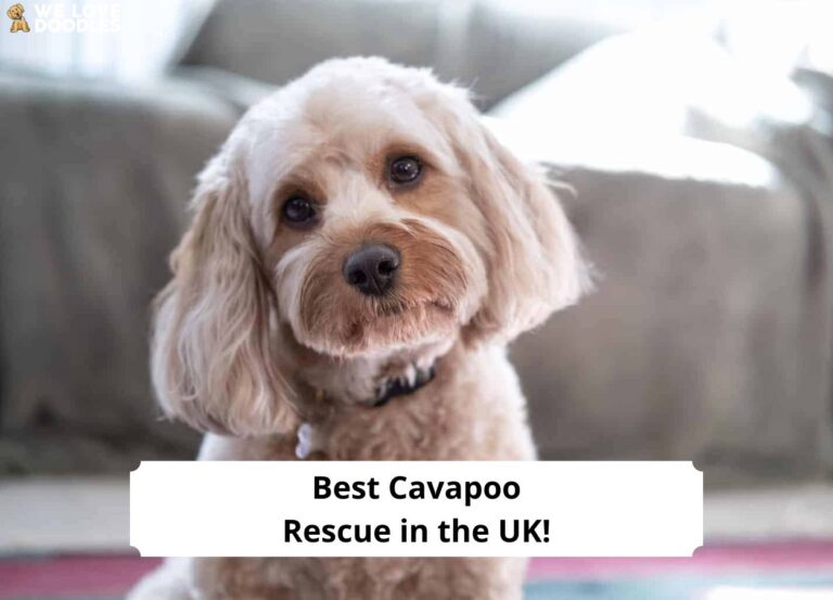 4 Best Cavapoo Rescue in the UK! - We Love Doodles