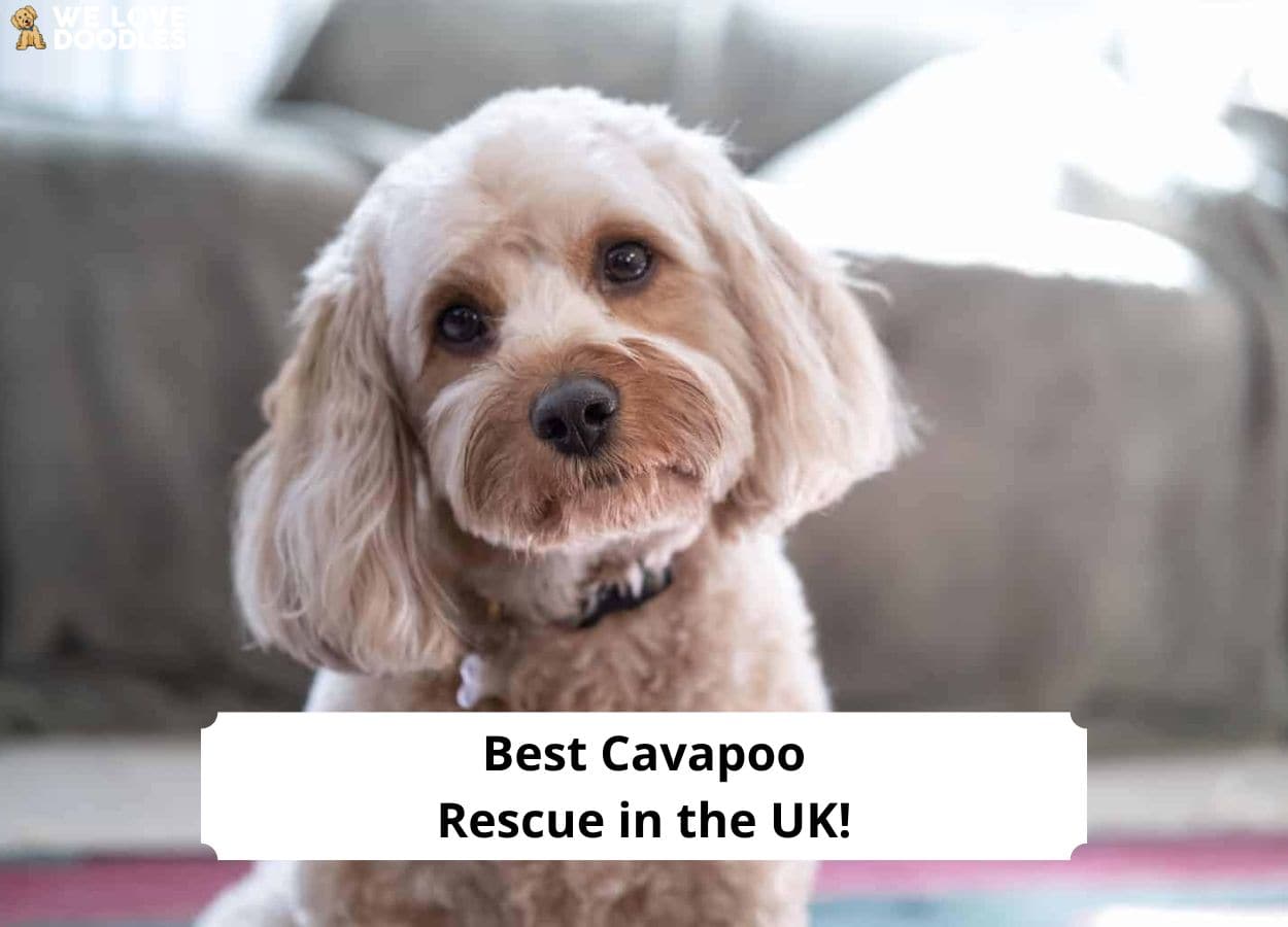 4 Best Cavapoo Rescue in the UK! - We Love Doodles