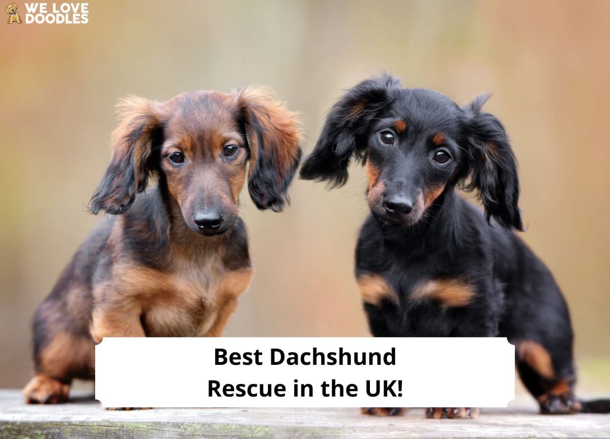 4 Best Dachshund Rescue in the UK! - We Love Doodles