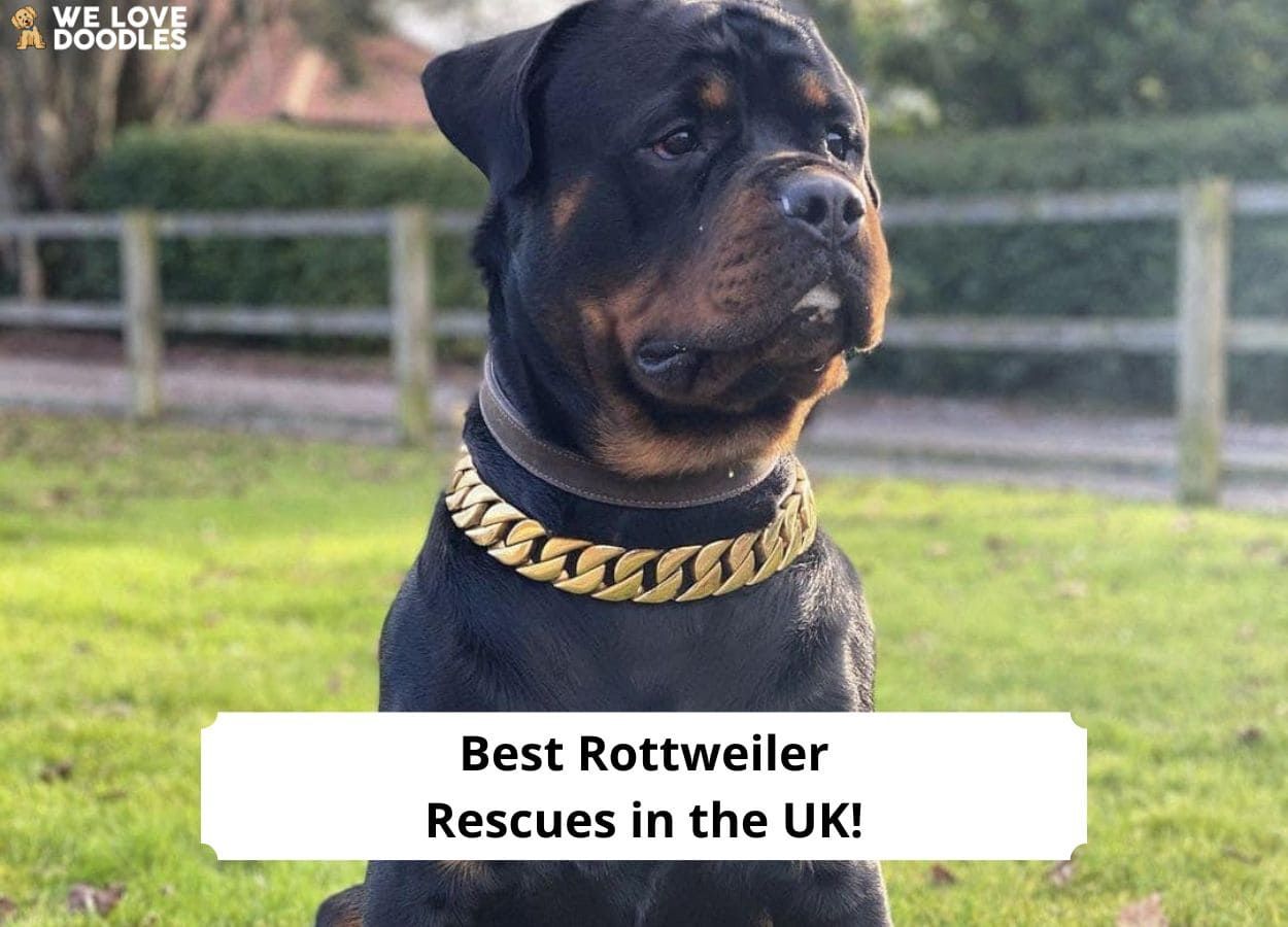 3 Best Rottweiler Rescues in the UK! - We Love Doodles