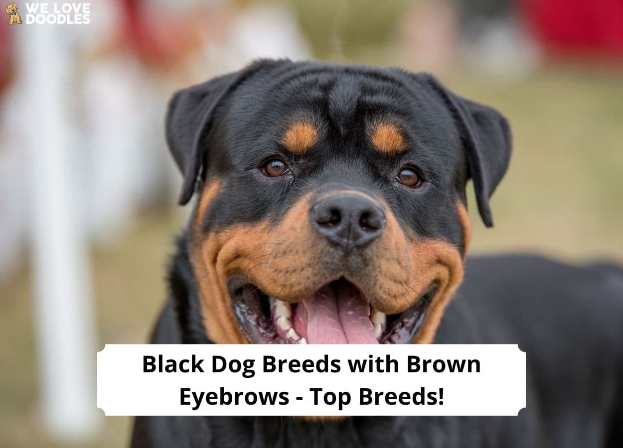 What Dog Breeds Have Brown Eyebrows at Luis Silva blog