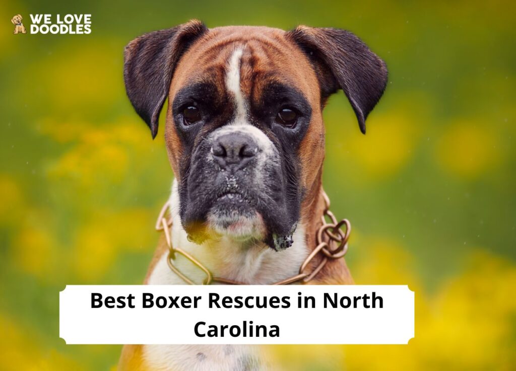 4 Best Boxer Rescues in North Carolina! (2024) - We Love Doodles