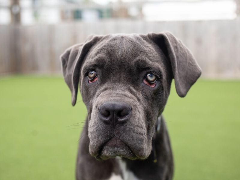 5 Best Cane Corso Rescues in the UK!