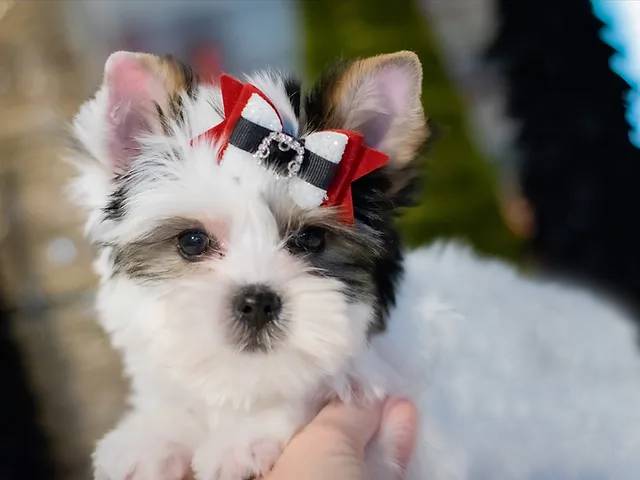 Yorkie Puppies for Sale in Arkansas - Top 4 Breeders! - We Love Doodles