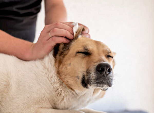 How to Get a Dog Unstoned: A Step-by-Step Guide!
